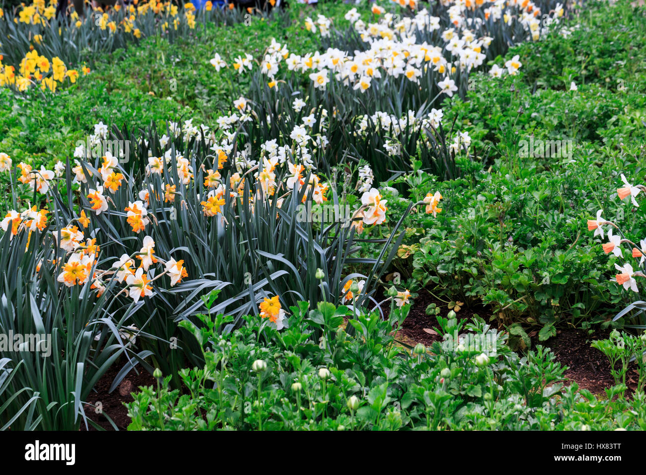 Field of daffodils Stock Photo - Alamy