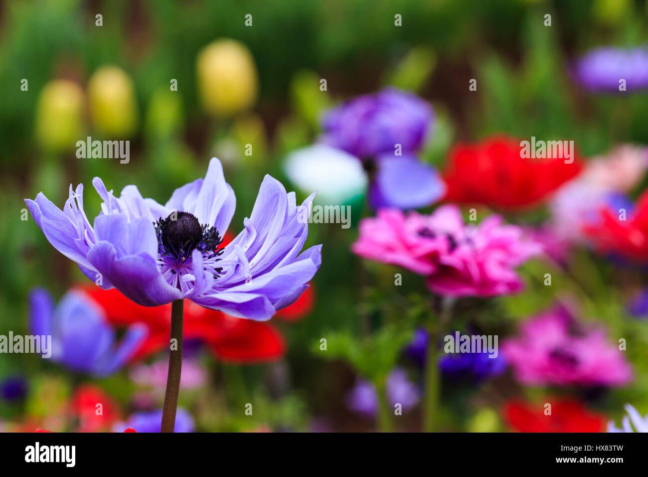 flowering ranunculus in spring Stock Photo - Alamy
