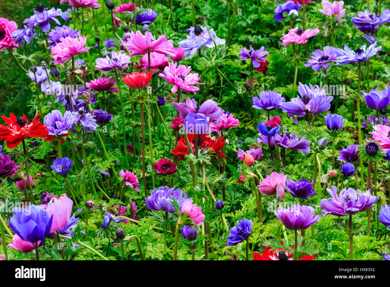 flowering ranunculus in spring Stock Photo - Alamy