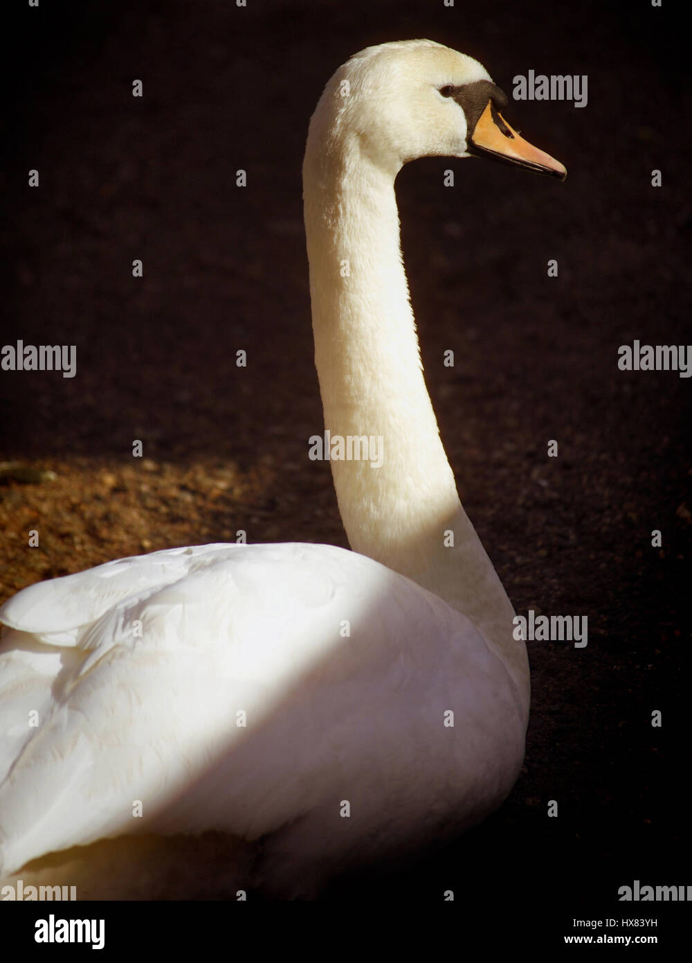 Berwick swan hi-res stock photography and images - Alamy