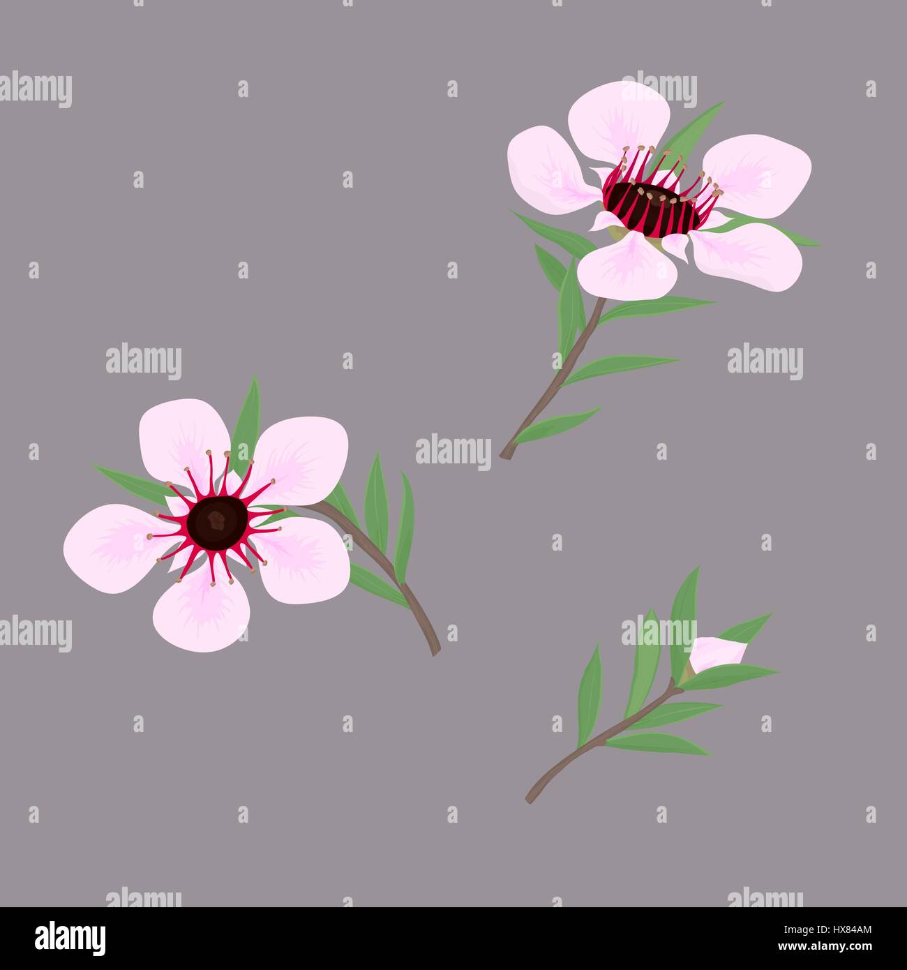 Manuka tree Stock Vector Images - Alamy