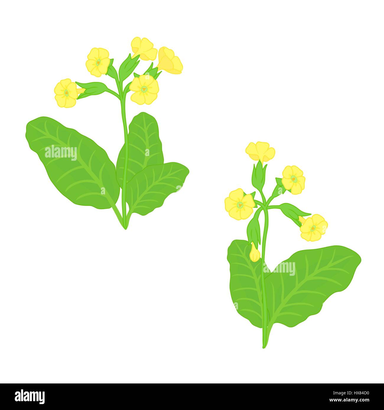 Set of vector twigs blooming primrose yellow leaves on a white ...