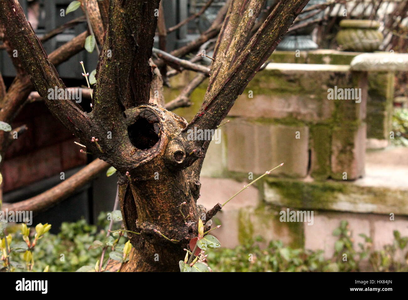 A tree on a city block in Chicago, IL Stock Photo - Alamy