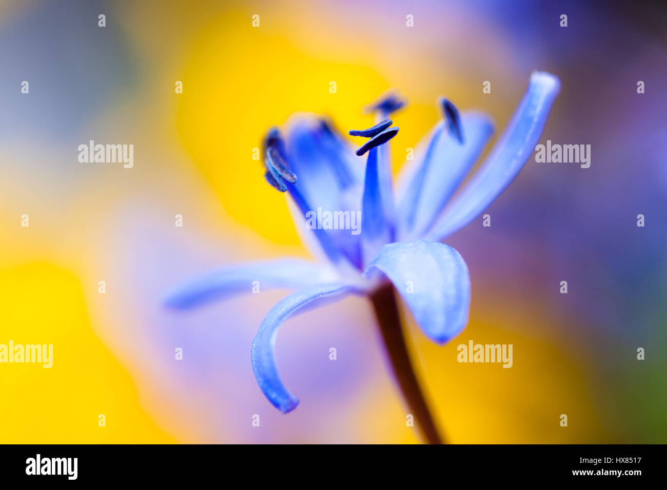 High magnification plant hi-res stock photography and images - Alamy