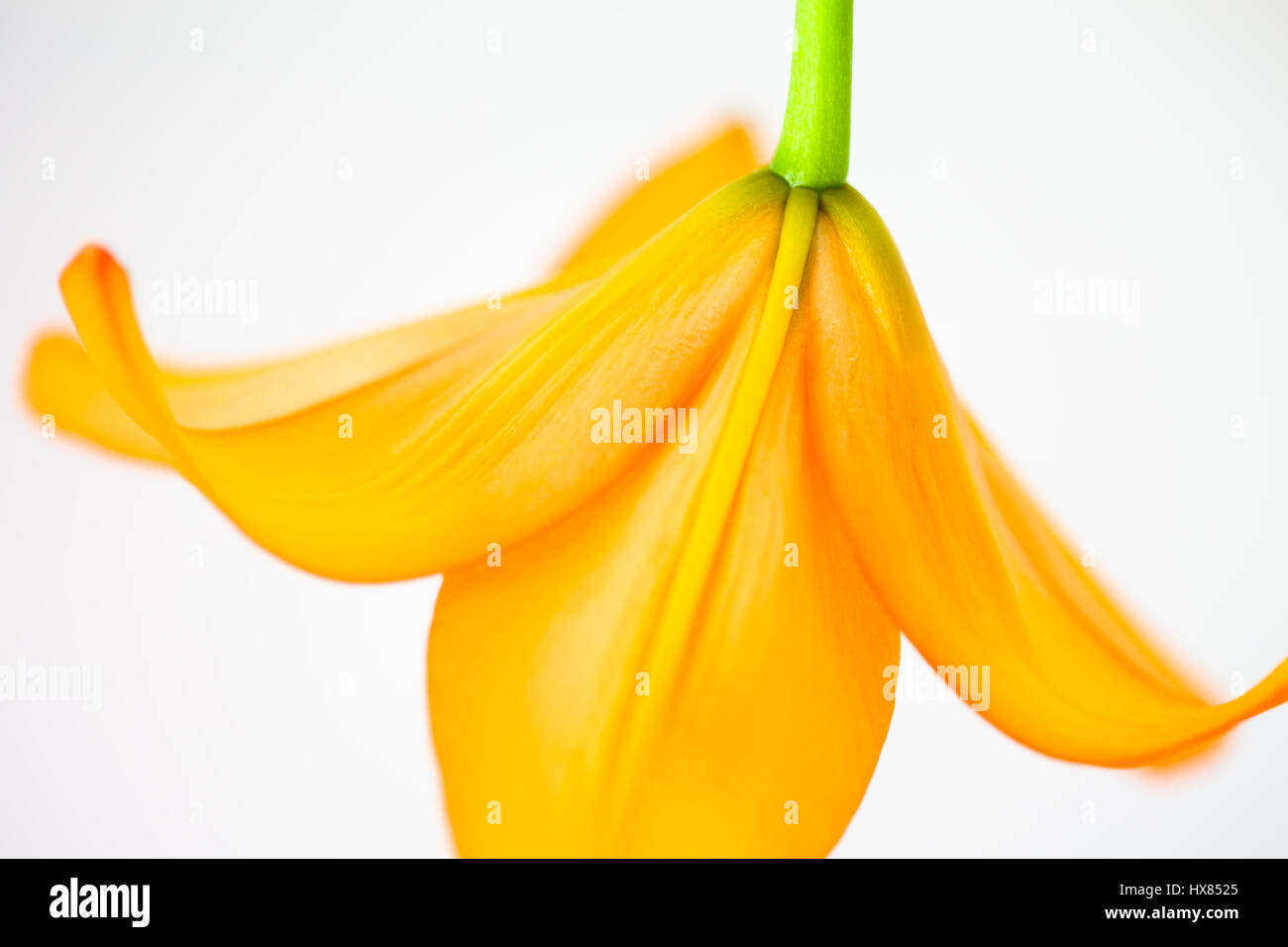 High key flower hi-res stock photography and images - Alamy