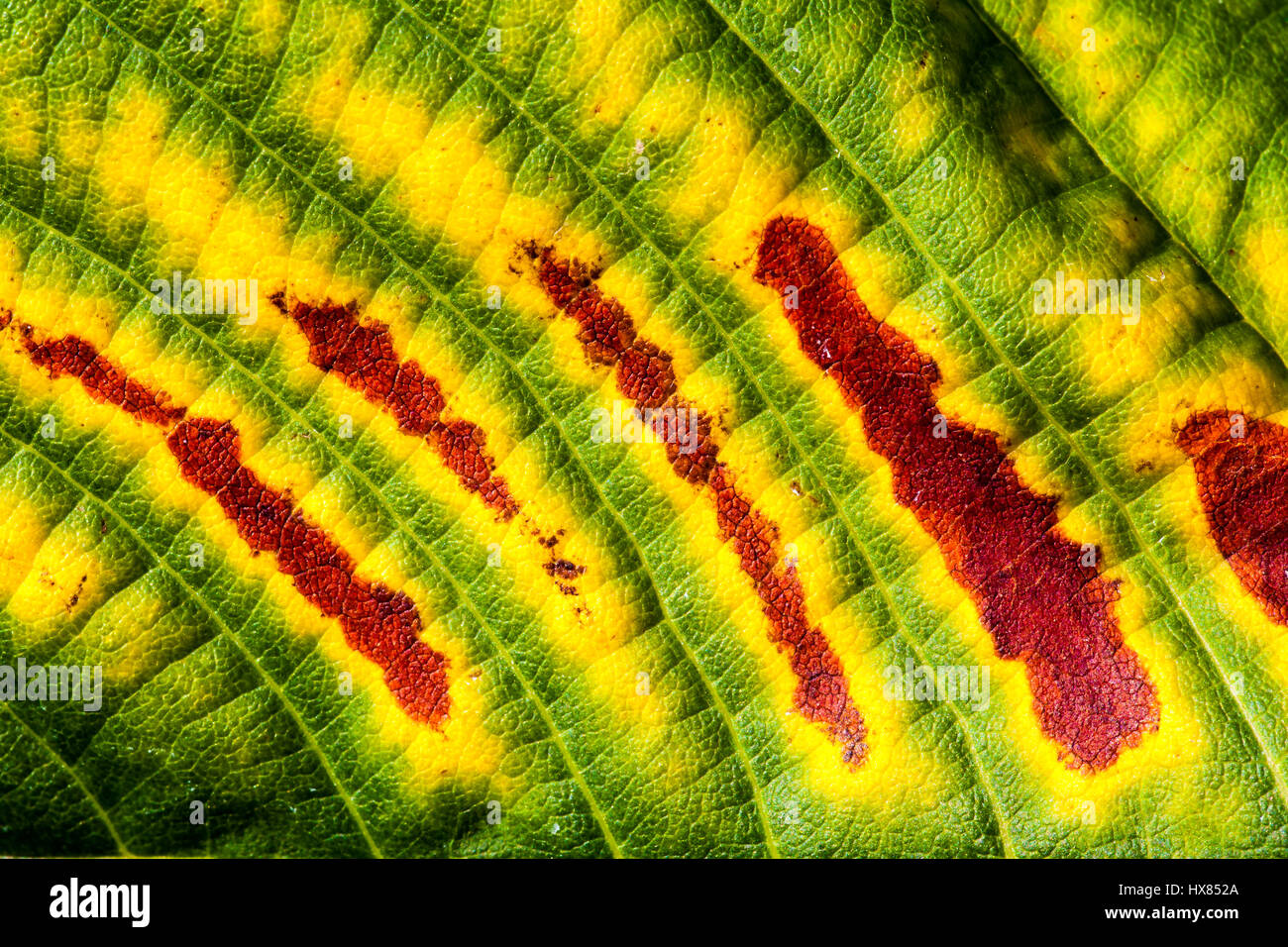 Interesting colorful leaf texture Stock Photo - Alamy