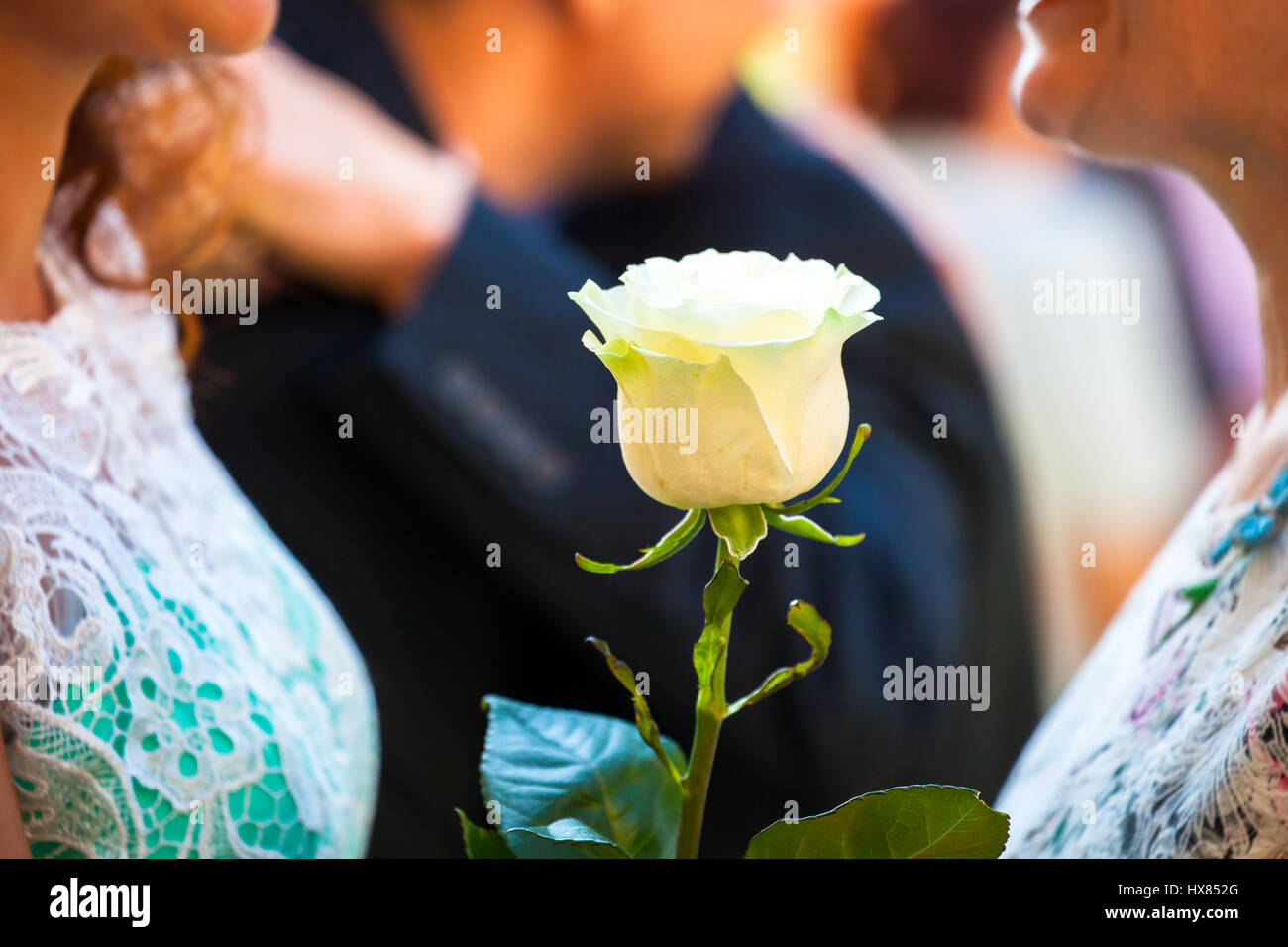 Love and romance flower hi-res stock photography and images - Alamy