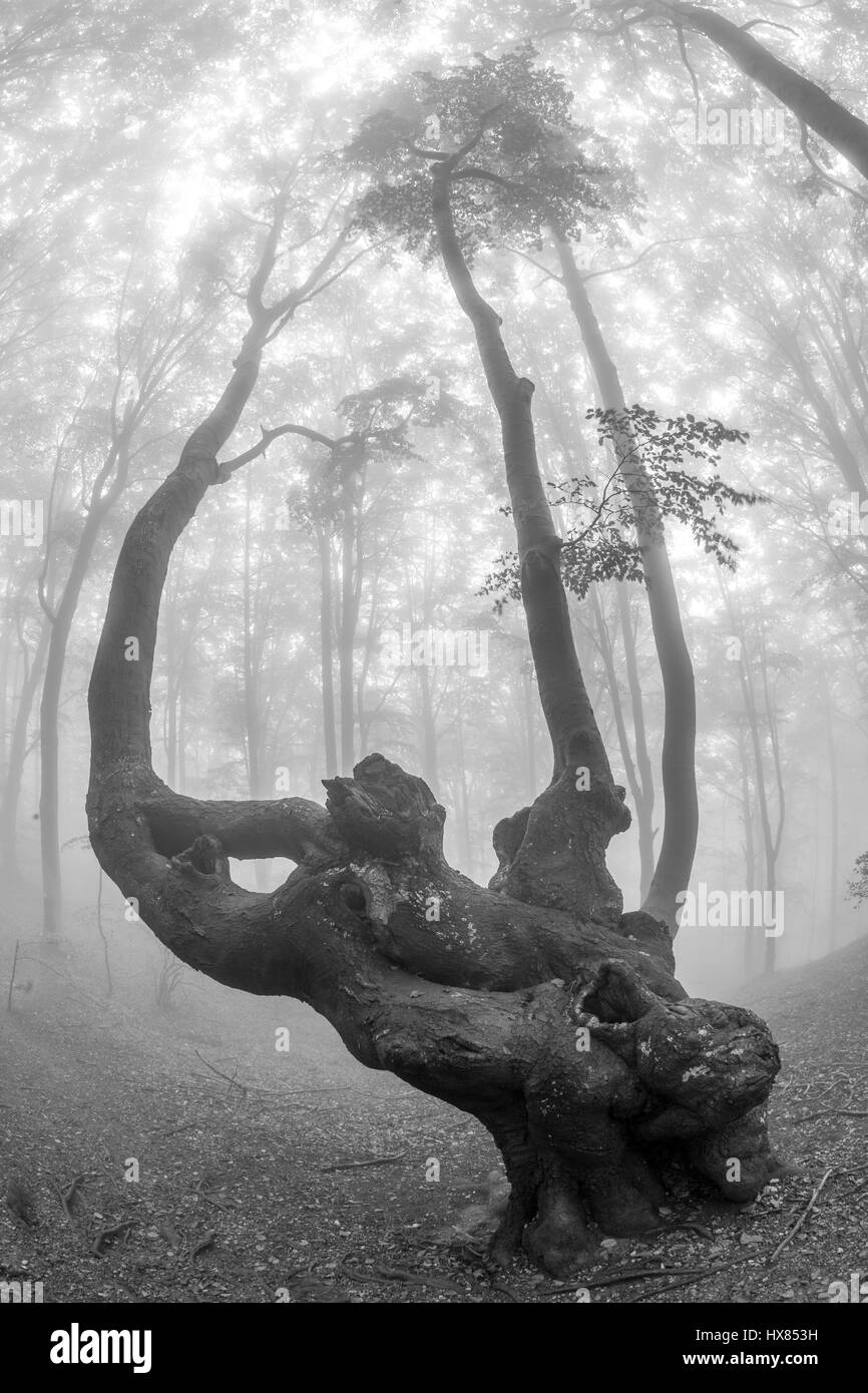 Fisheye lens view Black and White Stock Photos & Images - Alamy