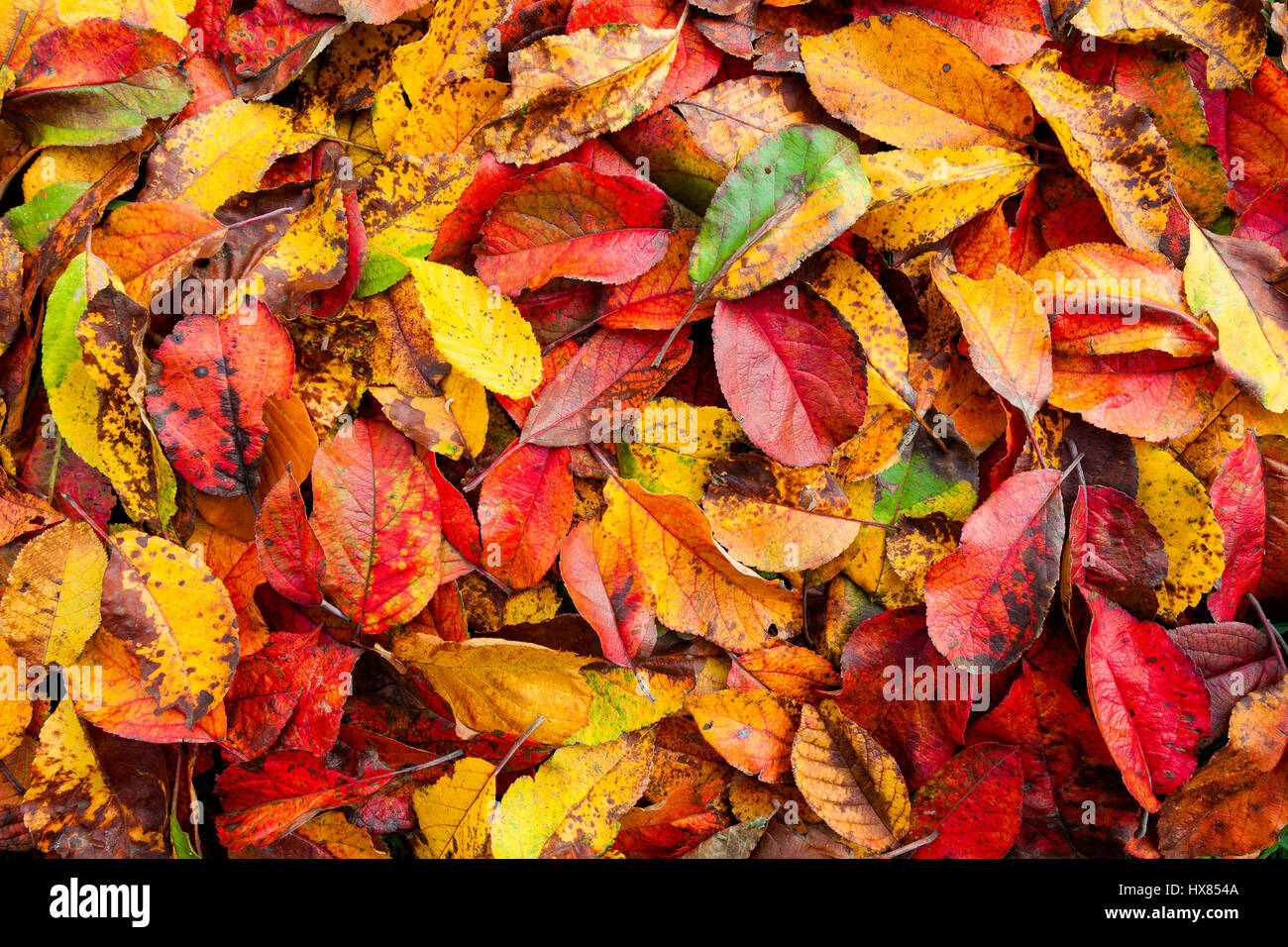 Wonderful sharp colorful foliage texture Stock Photo - Alamy