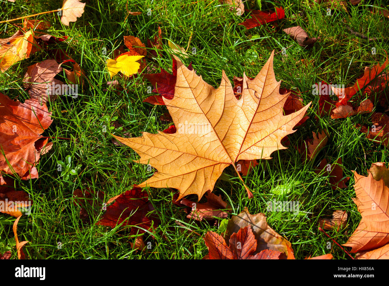 Seamless gold maple leaf hi-res stock photography and images - Alamy