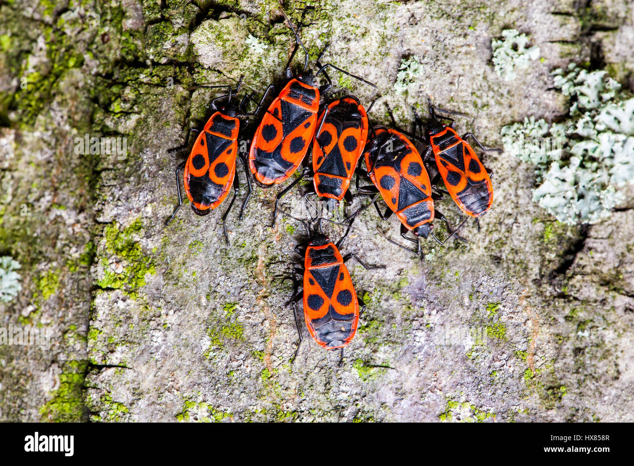 Firebug wings hi-res stock photography and images - Alamy