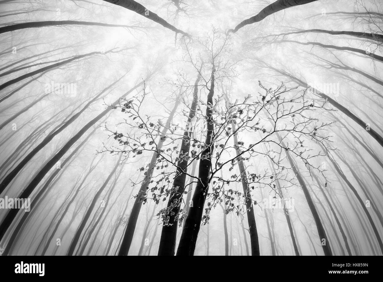 Beautiful fisheye Black and White Stock Photos & Images - Alamy