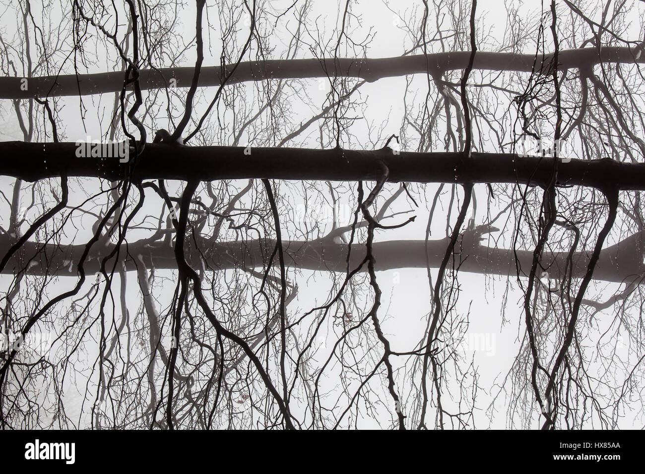 Artsy black and white shot of tree branches Stock Photo - Alamy