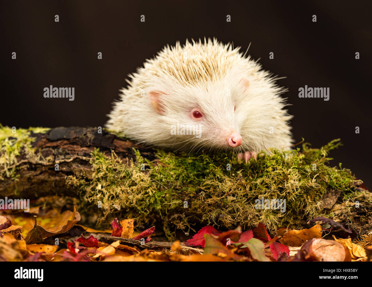 Rare white hedgehog hi-res stock photography and images - Alamy