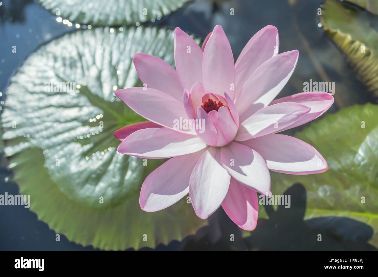 lotus in water at morning time look beautiful Stock Photo - Alamy