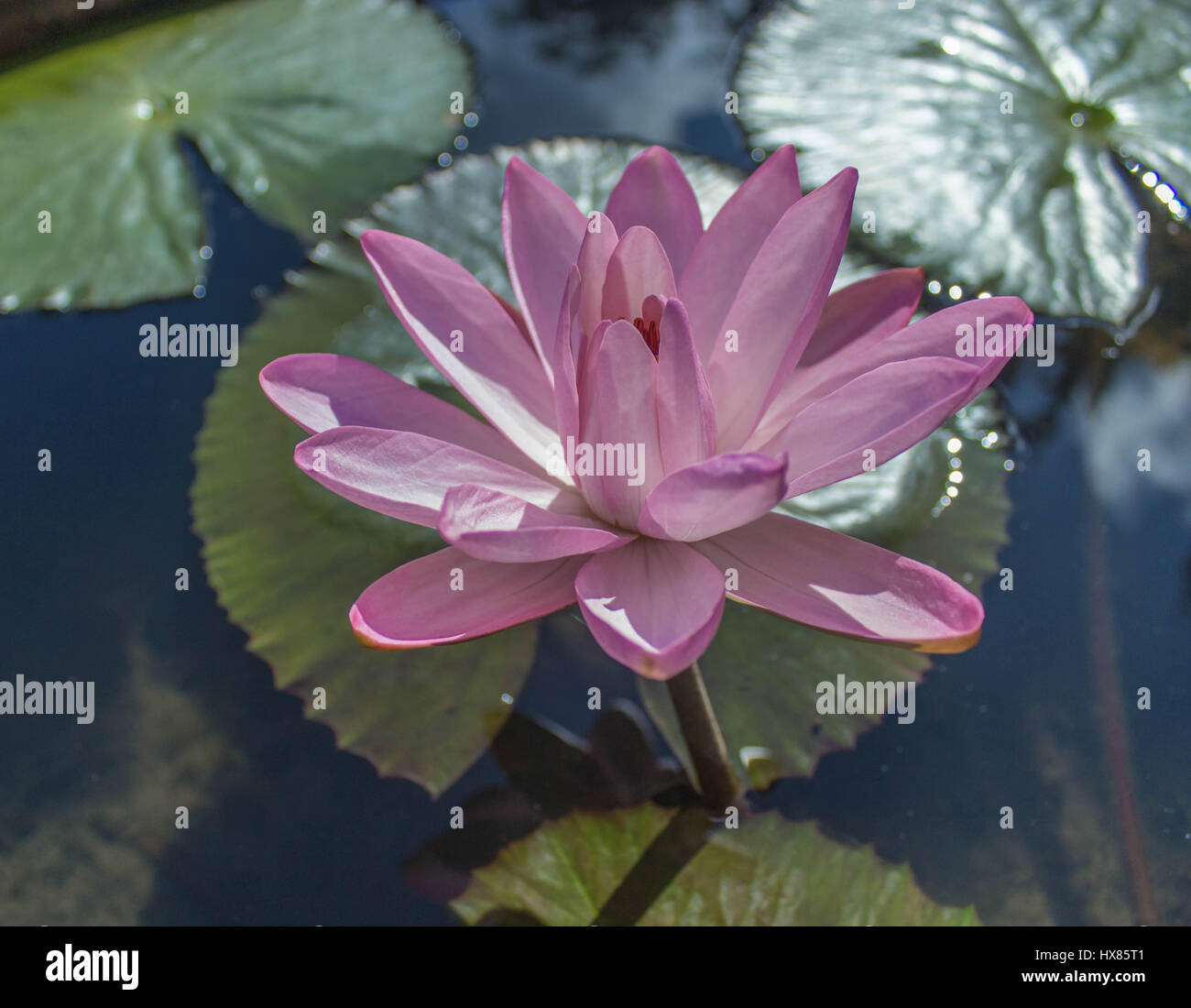 lotus in water at morning time look beautiful Stock Photo - Alamy