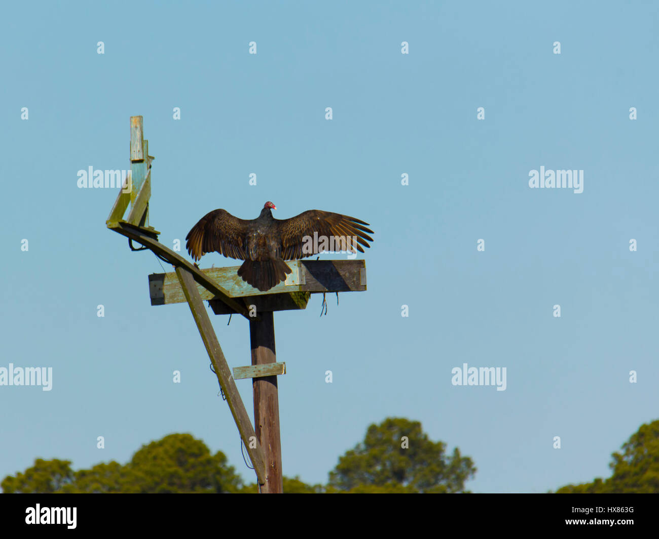 Vulture nest hi-res stock photography and images - Alamy