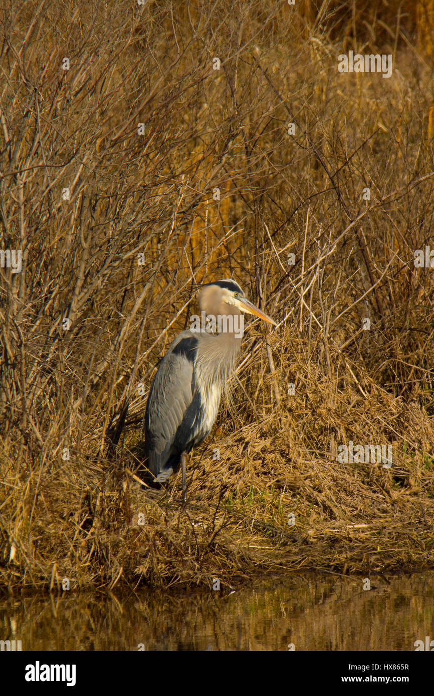Great blue heron standing on shoreline Stock Photo - Alamy