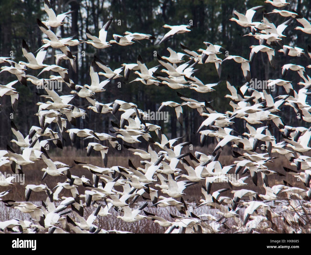 Startled birds hi-res stock photography and images - Alamy