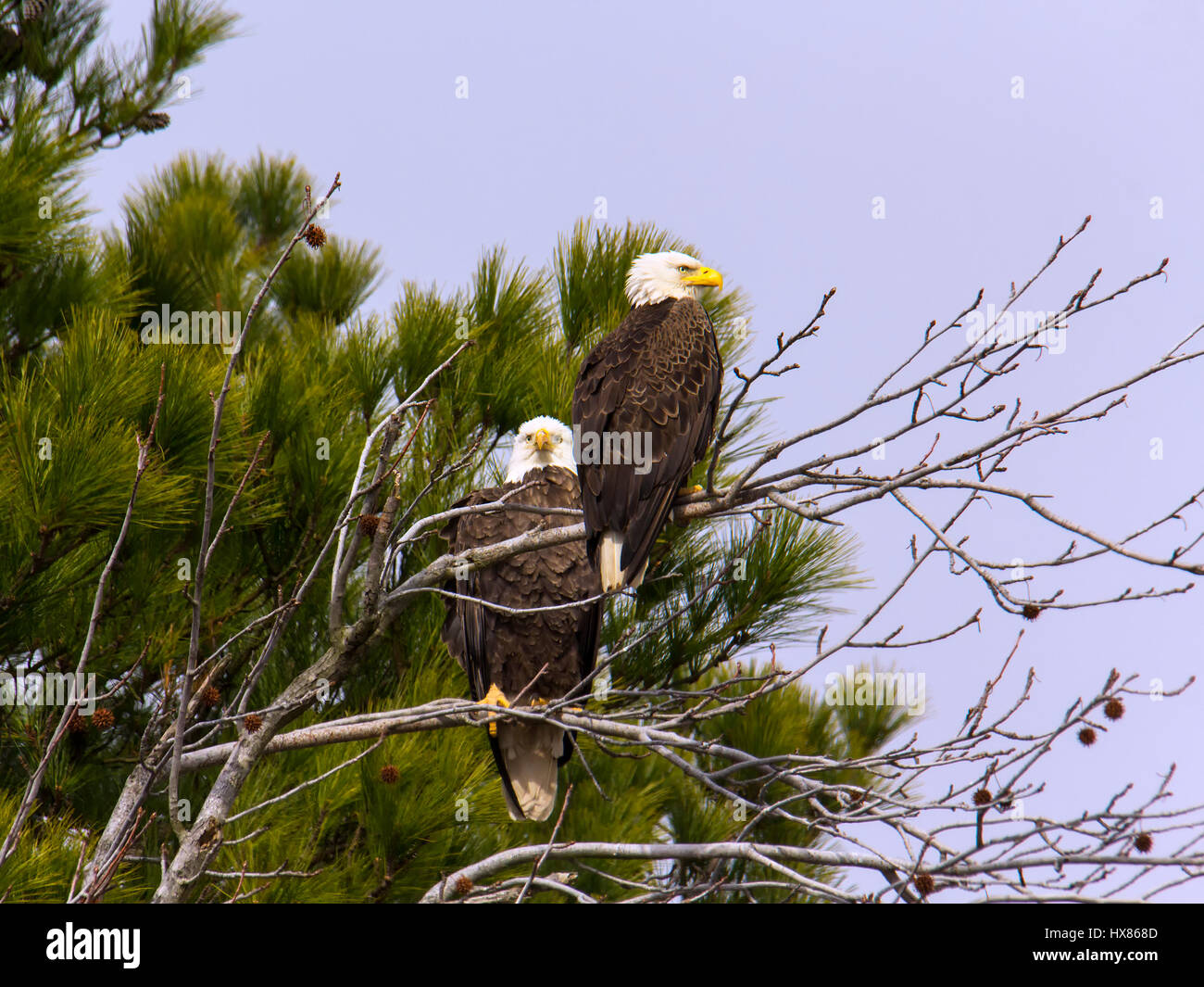 Adult bald eagle pair in sweet gum tree Stock Photo - Alamy