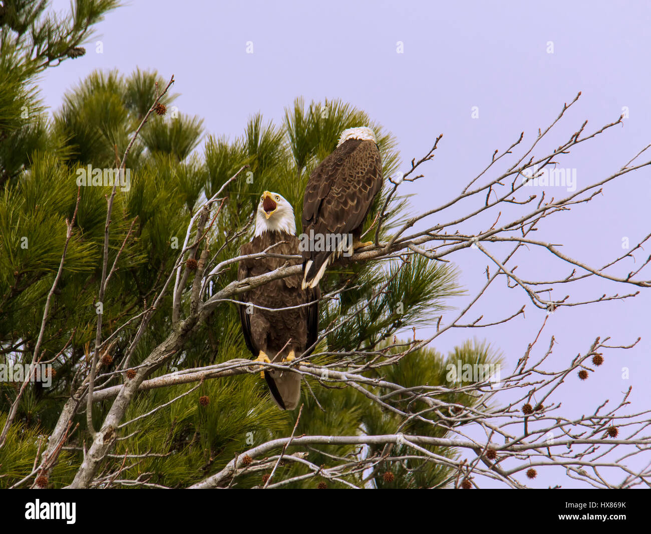 Adult bald eagle screaming at interloper Stock Photo - Alamy