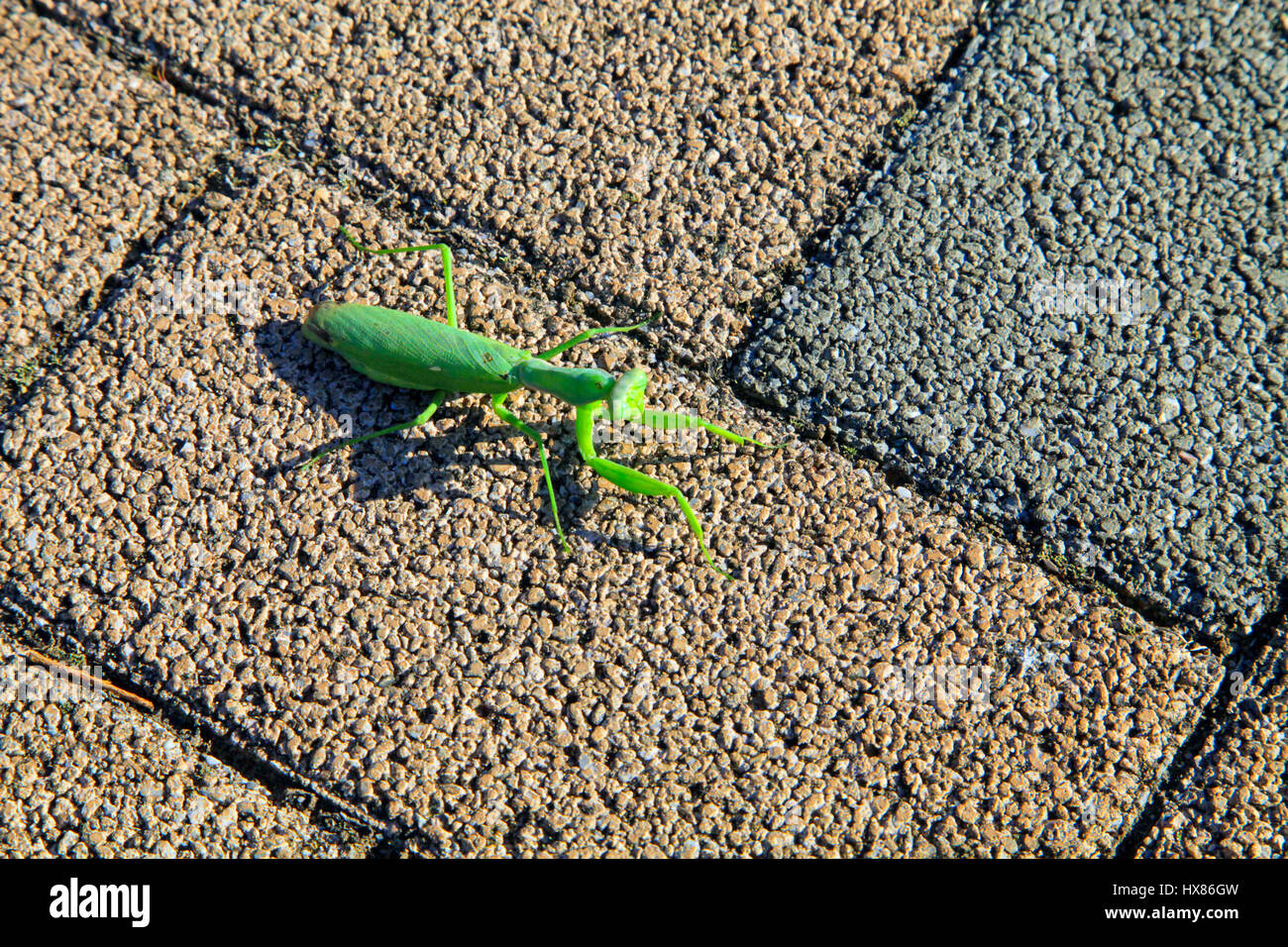 Mantis on a Pavement in a Park in Tokyo Japan Stock Photo - Alamy