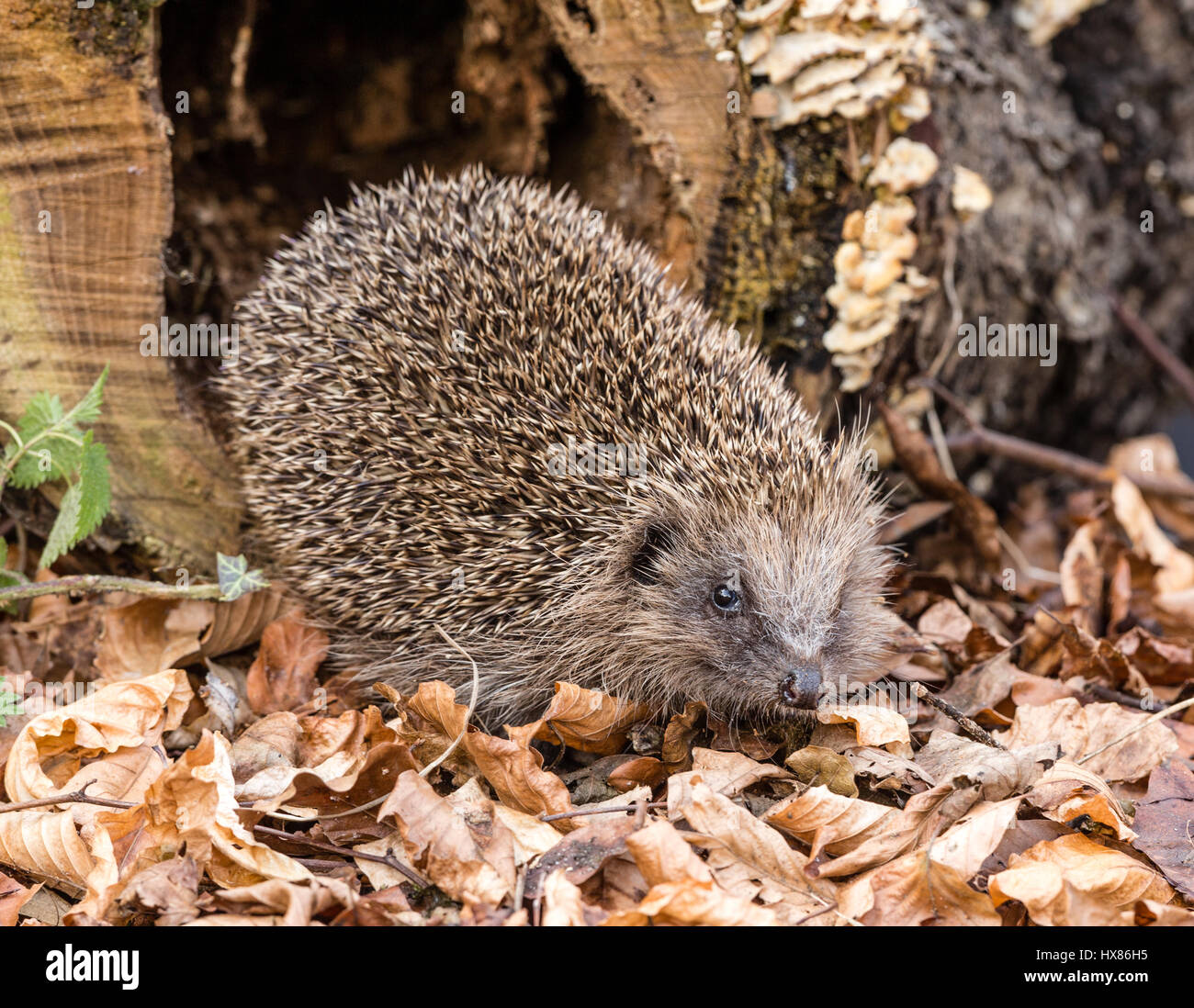 Hedgehog in woodland hi-res stock photography and images - Alamy