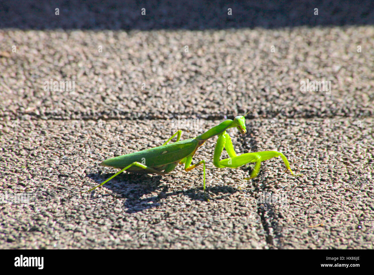 Japanese mantis hi-res stock photography and images - Alamy