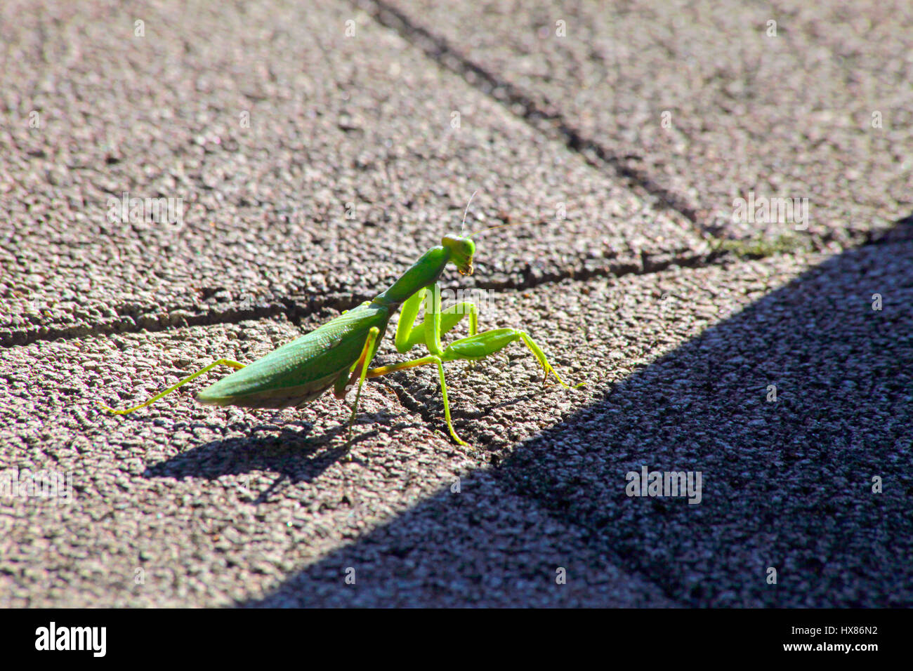 Mantis on a Pavement in a Park in Tokyo Japan Stock Photo - Alamy