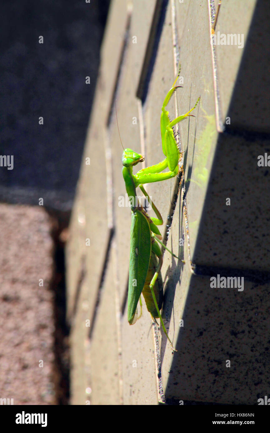A Mantis Climbs a Wall in a Park in Tokyo Japan Stock Photo - Alamy