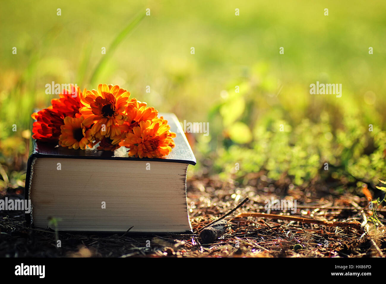 open book with flower on grass Stock Photo - Alamy