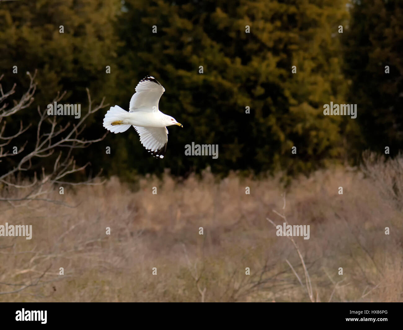 Ring-billed seagull glides by Stock Photo - Alamy