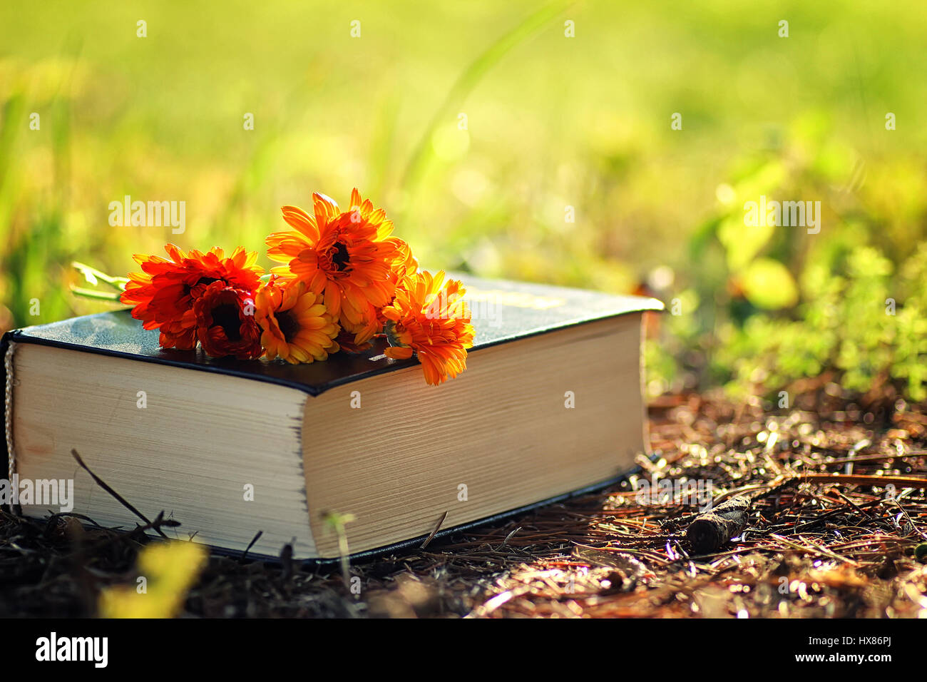 open book with flower on grass Stock Photo - Alamy