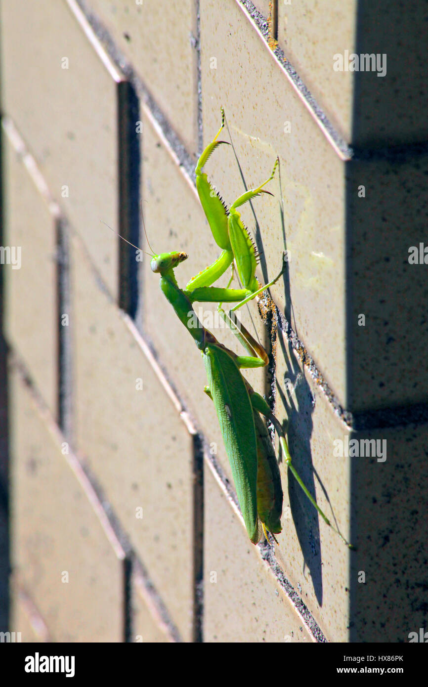 A Mantis Climbs a Wall in a Park in Tokyo Japan Stock Photo - Alamy