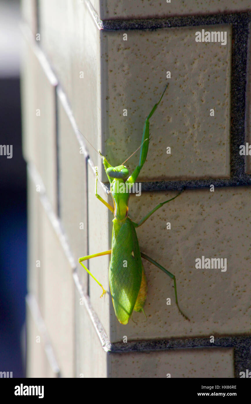 A Mantis Climbs a Wall in a Park in Tokyo Japan Stock Photo - Alamy