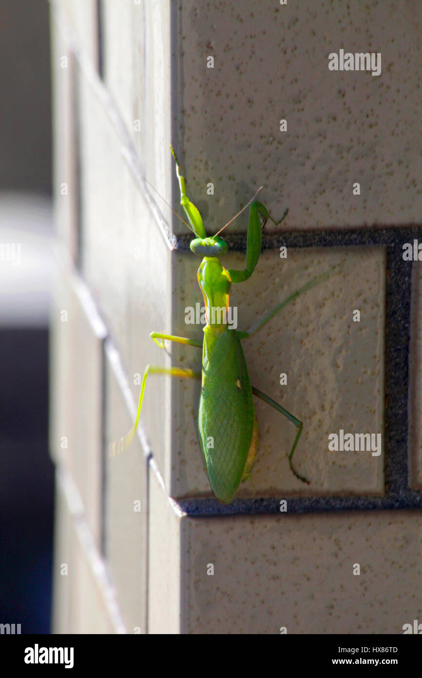 A Mantis Climbs a Wall in a Park in Tokyo Japan Stock Photo - Alamy