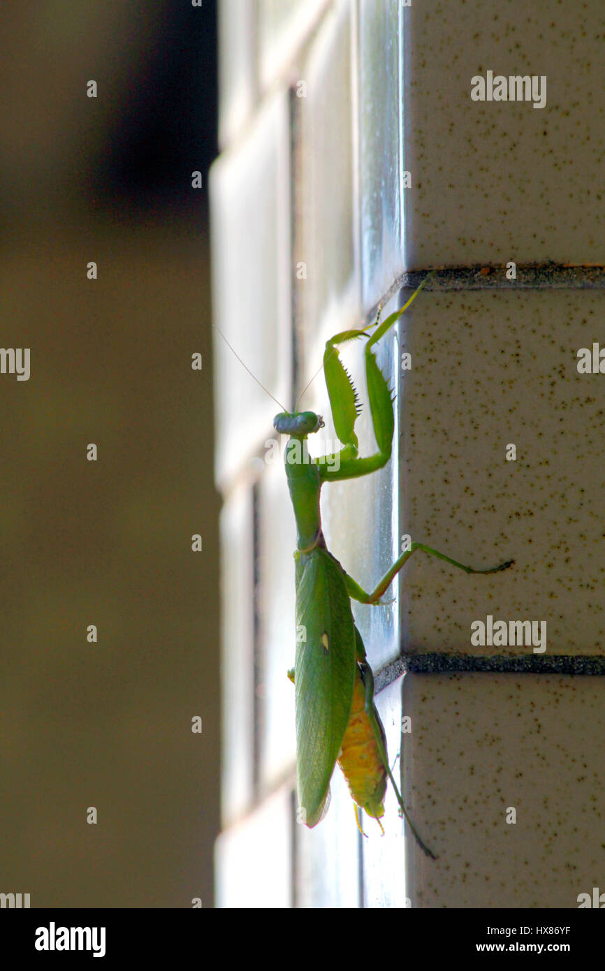 A Mantis Climbs a Wall in a Park in Tokyo Japan Stock Photo - Alamy