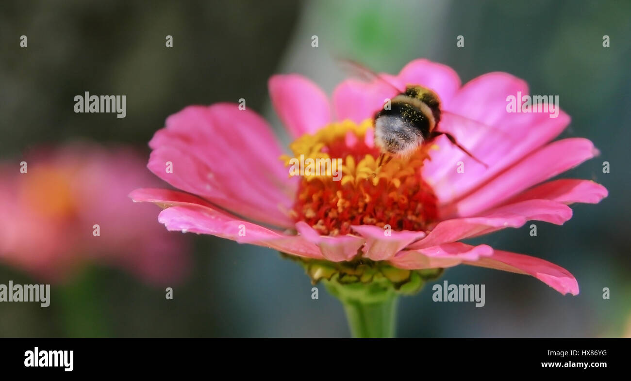 Bumble bee is sitting on a pink flower Stock Photo - Alamy