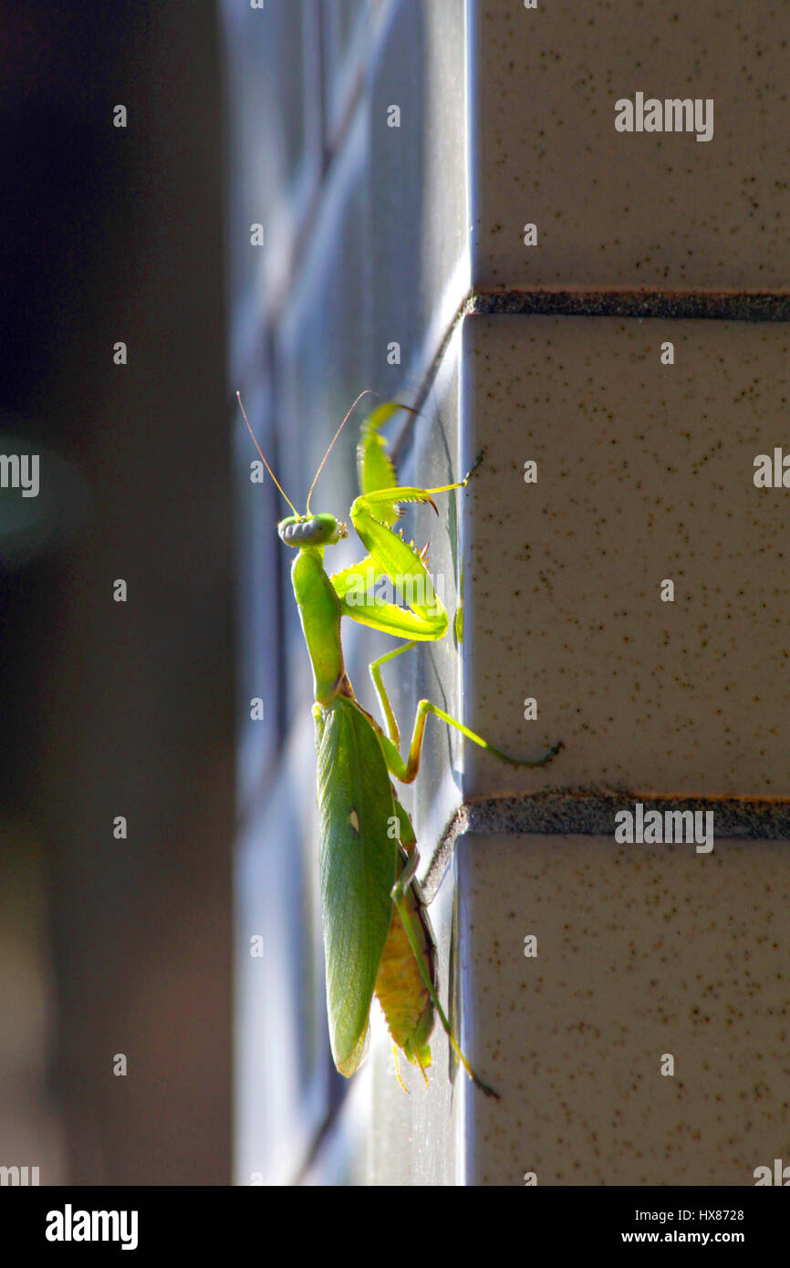 Insect climbing a wall hi-res stock photography and images - Alamy