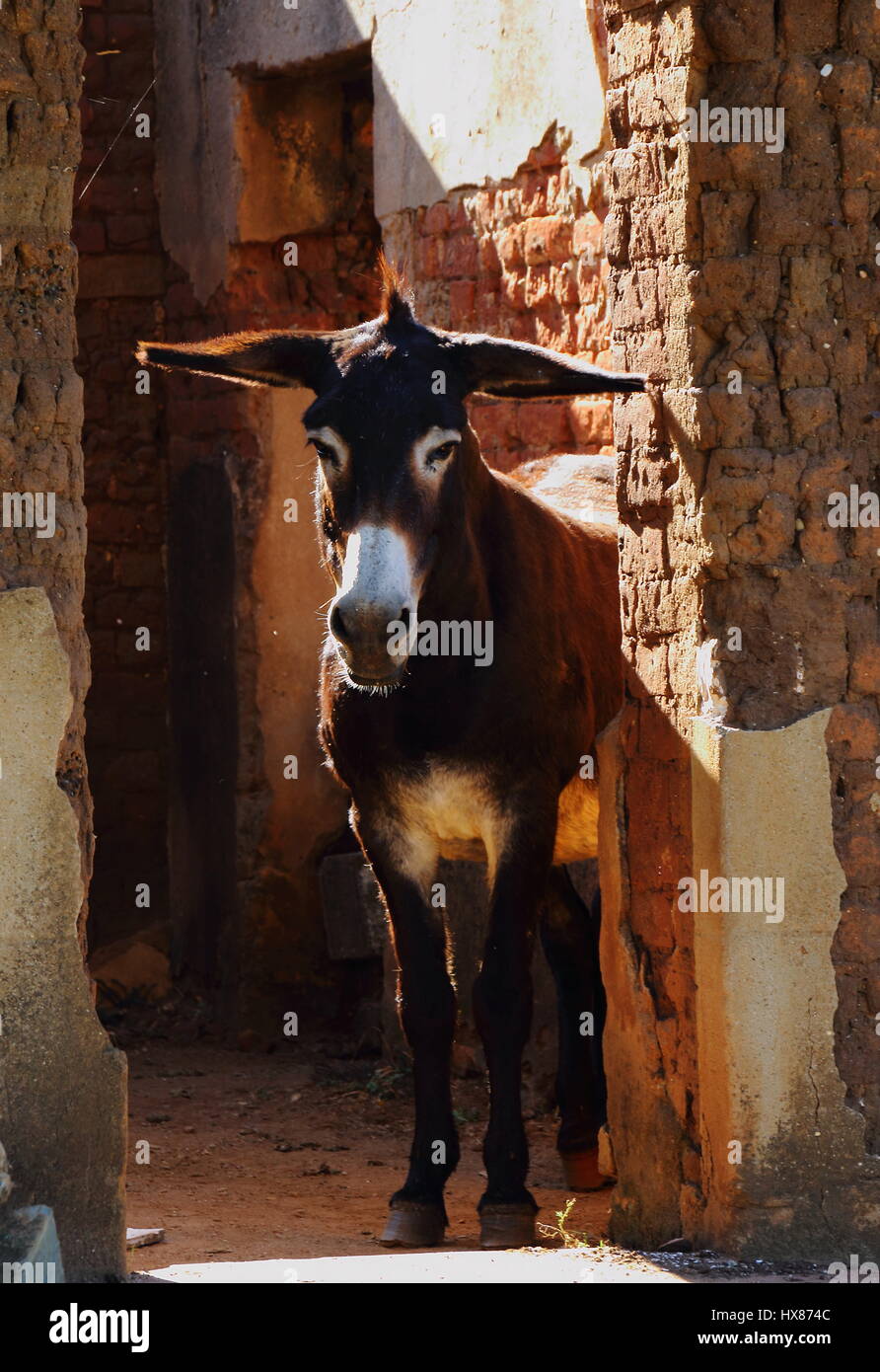 Donkey stands hi-res stock photography and images - Alamy