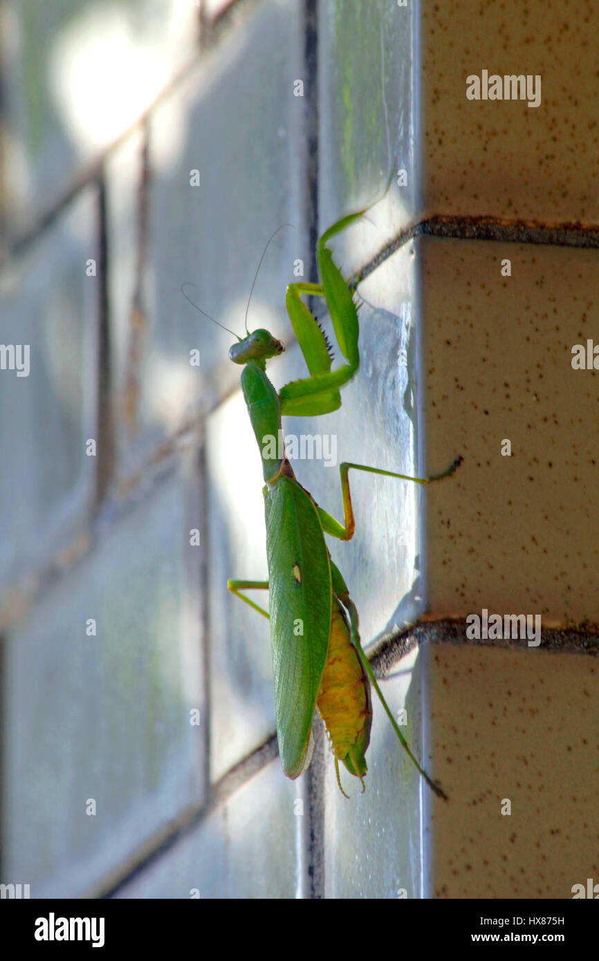 A Mantis Climbs a Wall in a Park in Tokyo Japan Stock Photo - Alamy