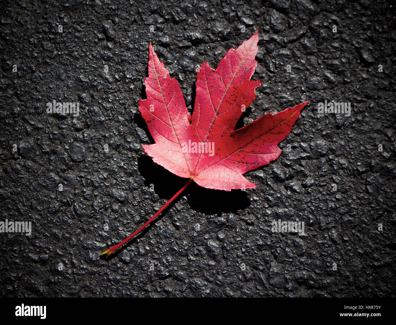 Maple leaf landscape hi-res stock photography and images - Alamy