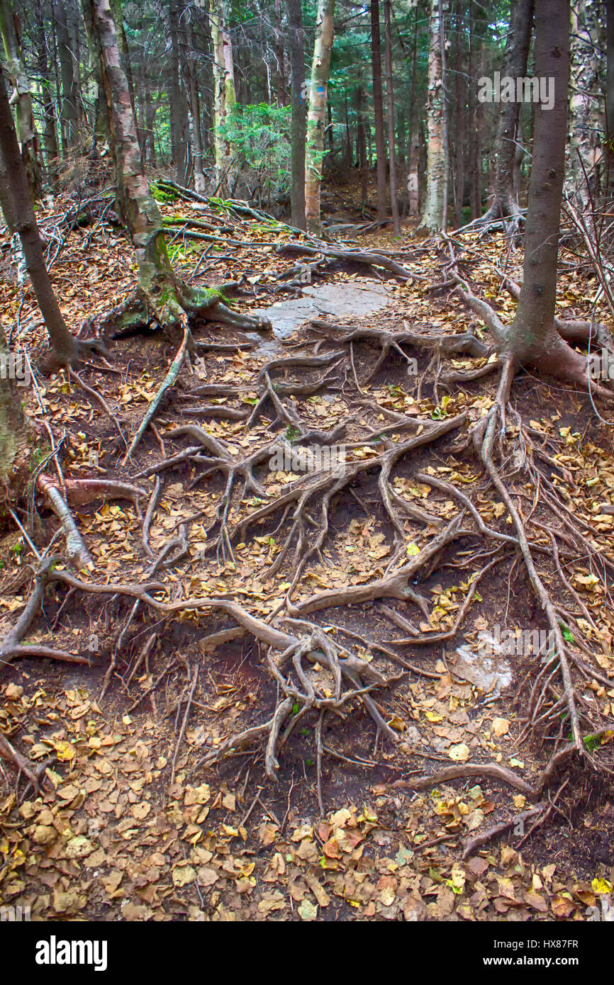 Vermont forest floor with exposed tree roots Stock Photo - Alamy