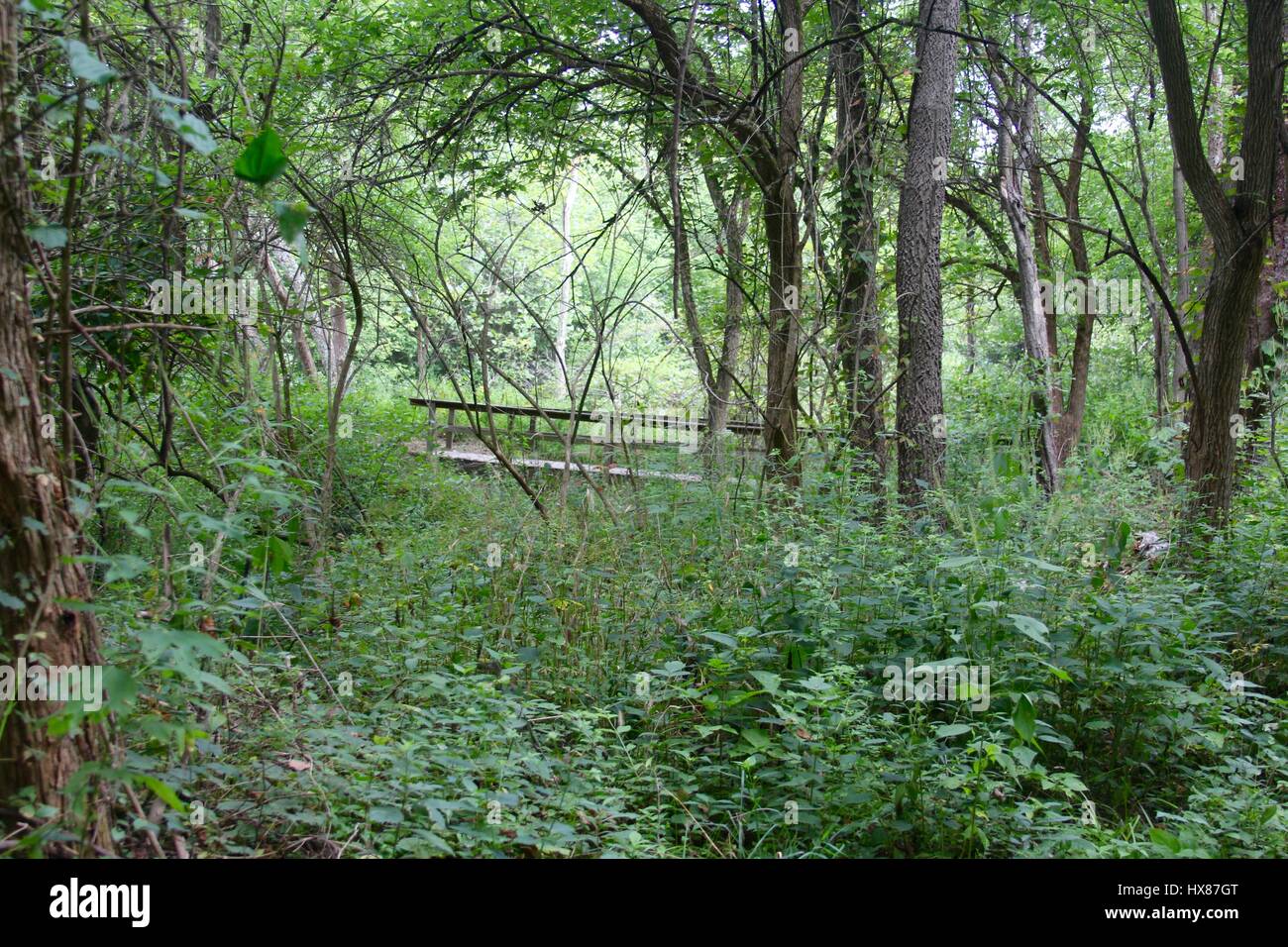 The wooden bridge deep in the woods Stock Photo - Alamy