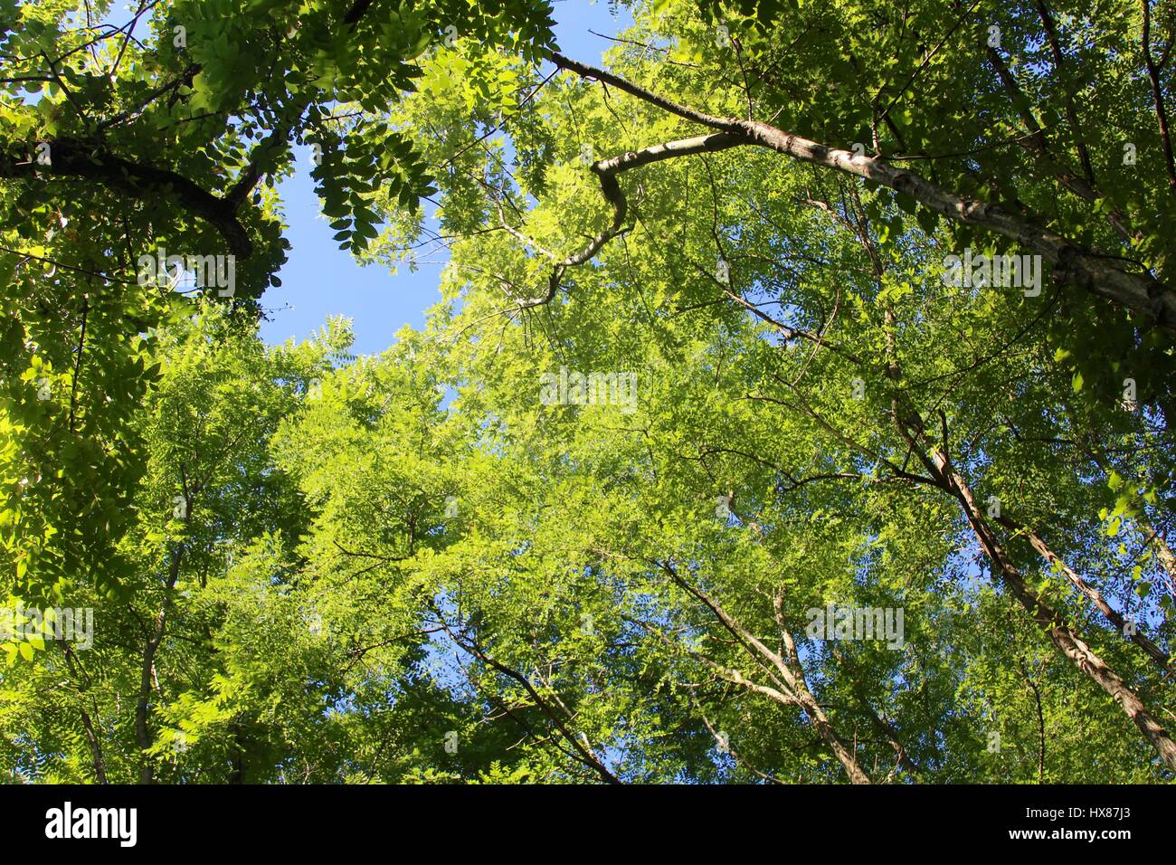the treetops of the forest Stock Photo - Alamy