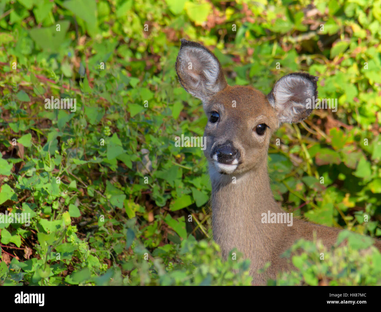 Black tufted ears hi-res stock photography and images - Alamy