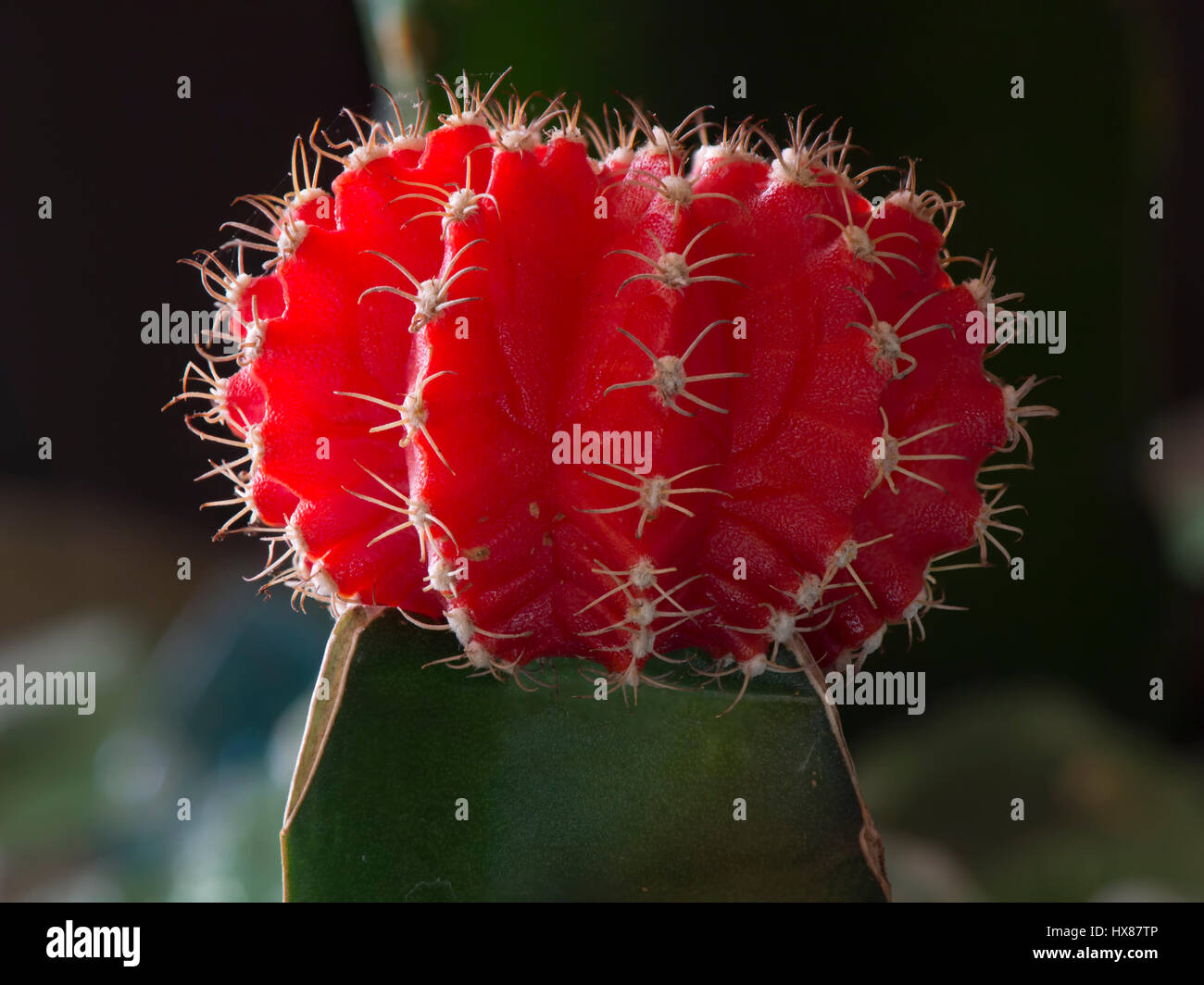 Colorful red cactus in an indoor garden Stock Photo - Alamy