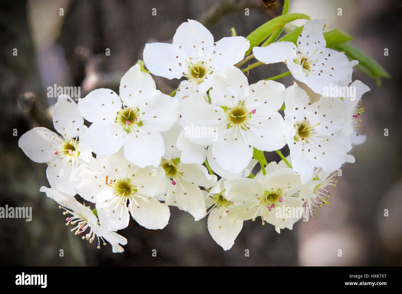 Blooming bradford pear tree hi-res stock photography and images - Alamy