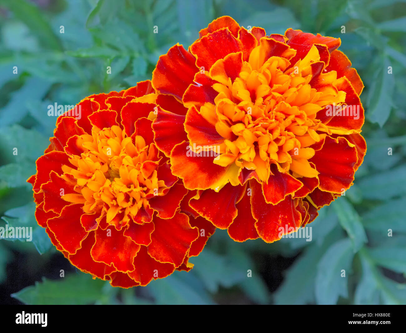 Two orange marigold blooms in closeup Stock Photo - Alamy