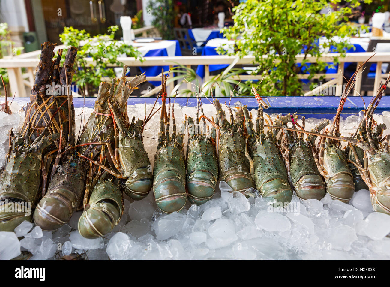 Row of lobster and seafood on ice restaurant Stock Photo - Alamy
